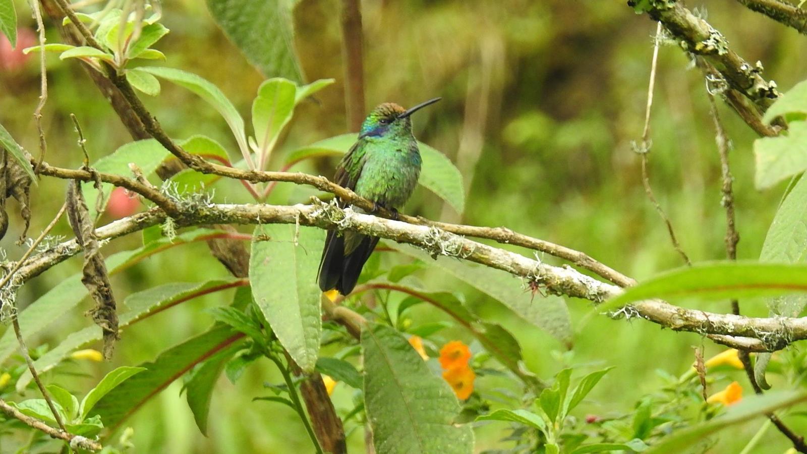 BirdsEye Photography: Review Photos