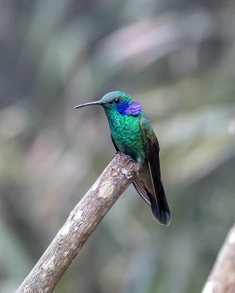 BirdsEye Photography: Review Photos