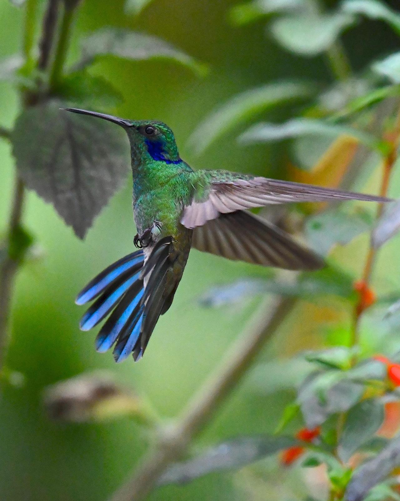 BirdsEye Photography: Review Photos