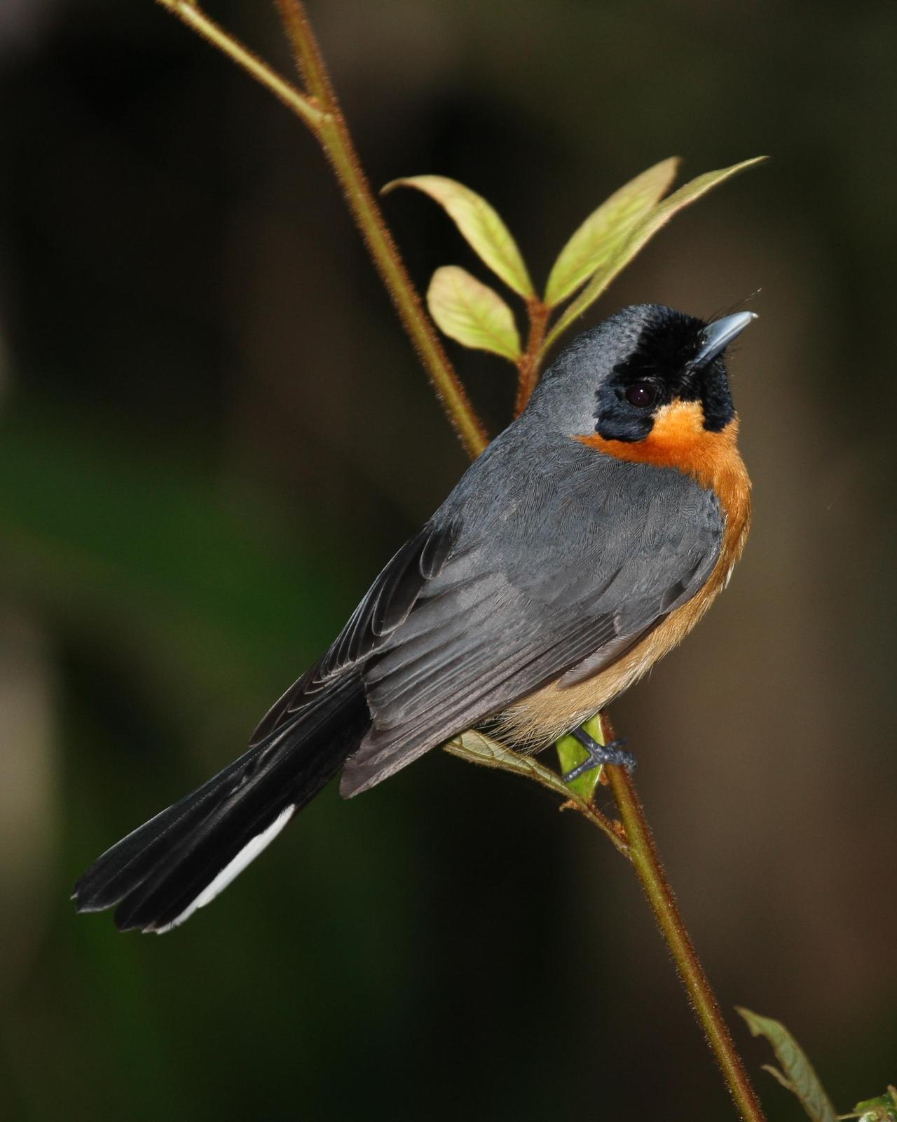 BirdsEye Photography: Spectacled Monarch (Spectacled) Photo by Robert Lewis