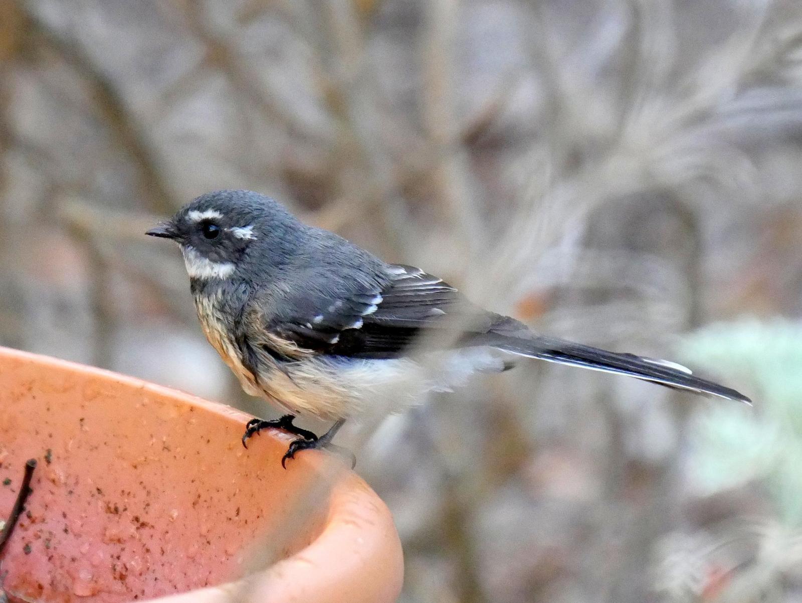 BirdsEye Photography: Review Photos