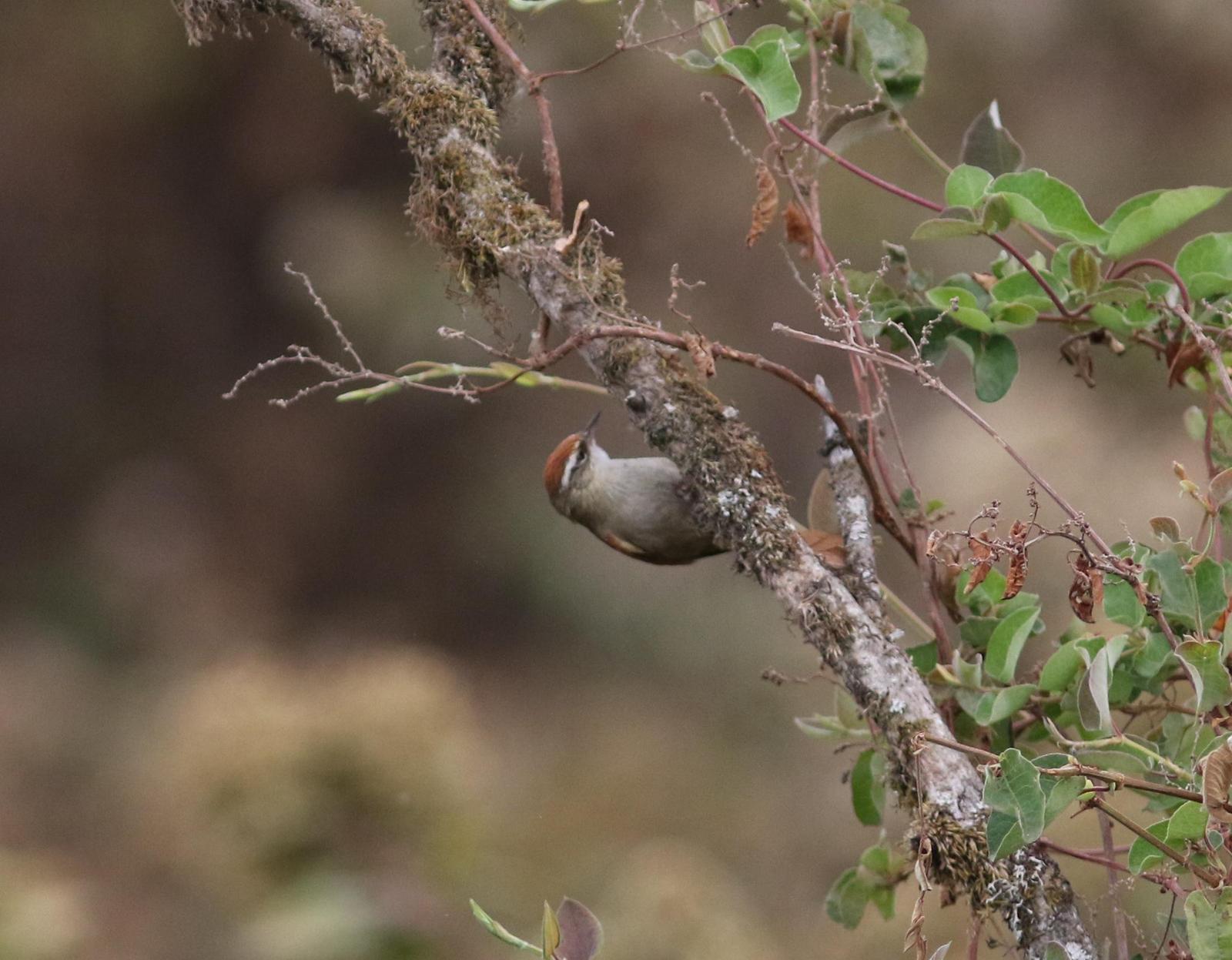 BirdsEye Photography: An online community for bird, ode and butterfly ...