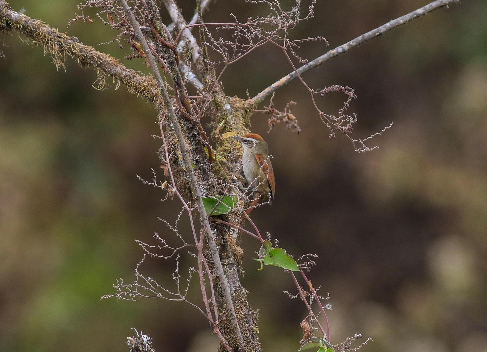 BirdsEye Photography: An online community for bird, ode and butterfly ...