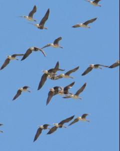 BirdsEye Photography: Photography by Brian Avent