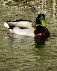 BirdsEye Photography: An online community for bird, ode and butterfly ...