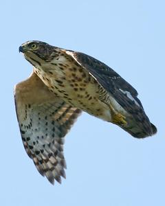 BirdsEye Photography: An online community for bird, ode and butterfly ...