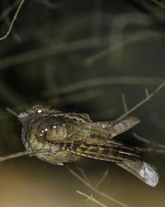 BirdsEye Photography: An online community for bird, ode and butterfly ...