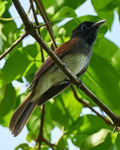 BirdsEye Photography: An online community for bird, ode and butterfly ...