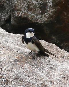 BirdsEye Photography: An online community for bird, ode and butterfly ...