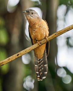 BirdsEye Photography: An online community for bird, ode and butterfly ...