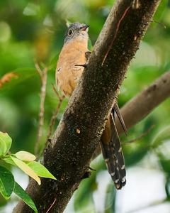 BirdsEye Photography: An online community for bird, ode and butterfly ...