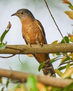 BirdsEye Photography: An online community for bird, ode and butterfly ...