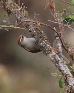 BirdsEye Photography: An online community for bird, ode and butterfly ...