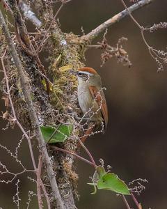 BirdsEye Photography: An online community for bird, ode and butterfly ...